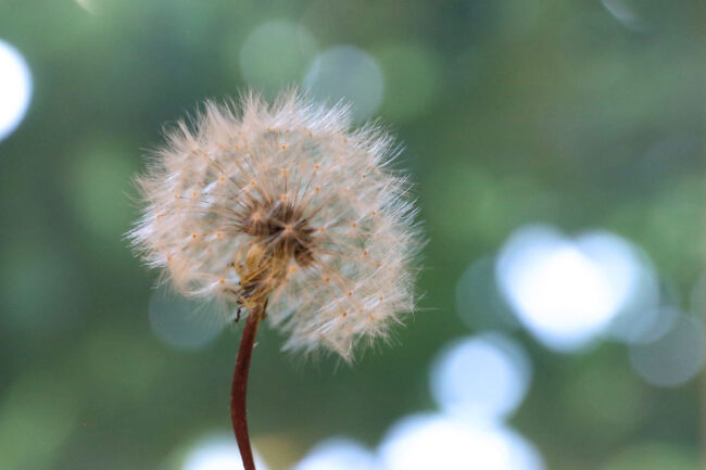 Everlasting Dandelion Wish Jar - It's Always Autumn
